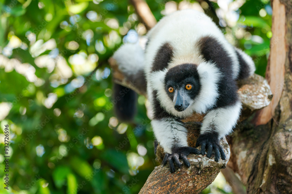Africa, Madagascar, Lake Ampitabe, Akanin'ny nofy Reserve. A black-and ...