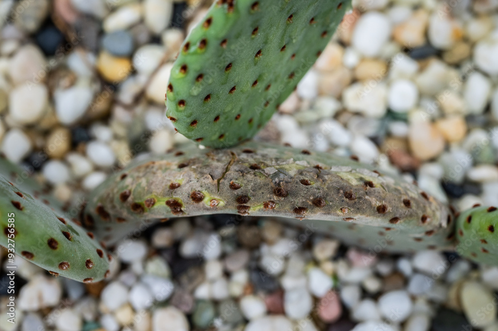 Opuntia cactus having fungus disease attack. Fungal lesions on cacti ...