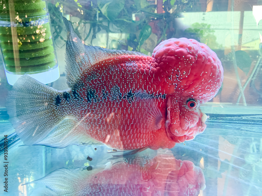 Flowerhorn cichlid, a big-headed pink fish with black and white stripes ...