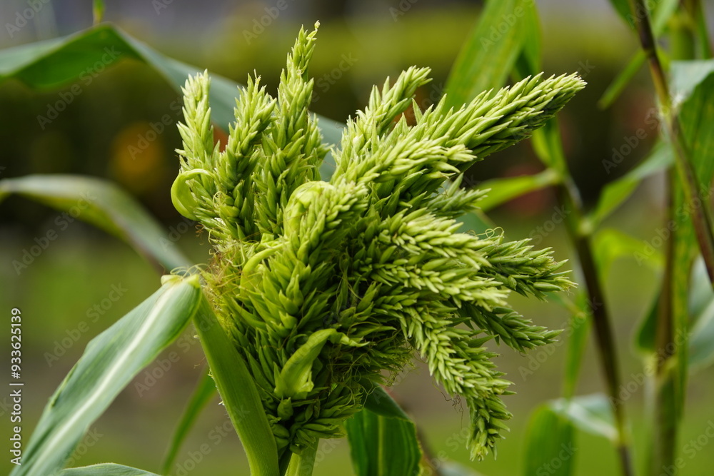 Panicum miliaceum is a grain crop with many common names, including ...
