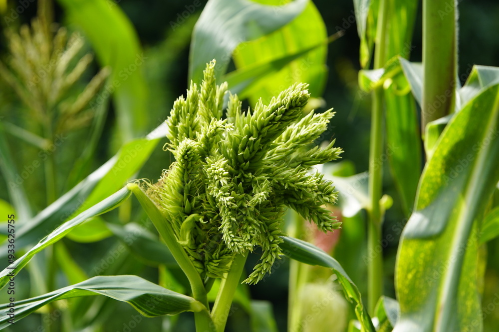 Panicum miliaceum is a grain crop with many common names, including ...