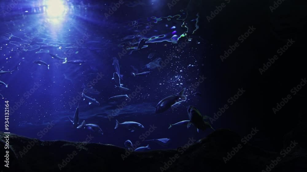 Underwater landscape with schooling fish and beautiful sunlight. From a ...