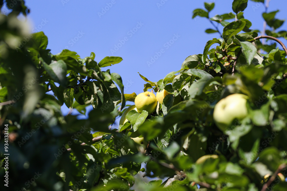 Yellow transparent apple hanging on a tree branch in full sunlight ...