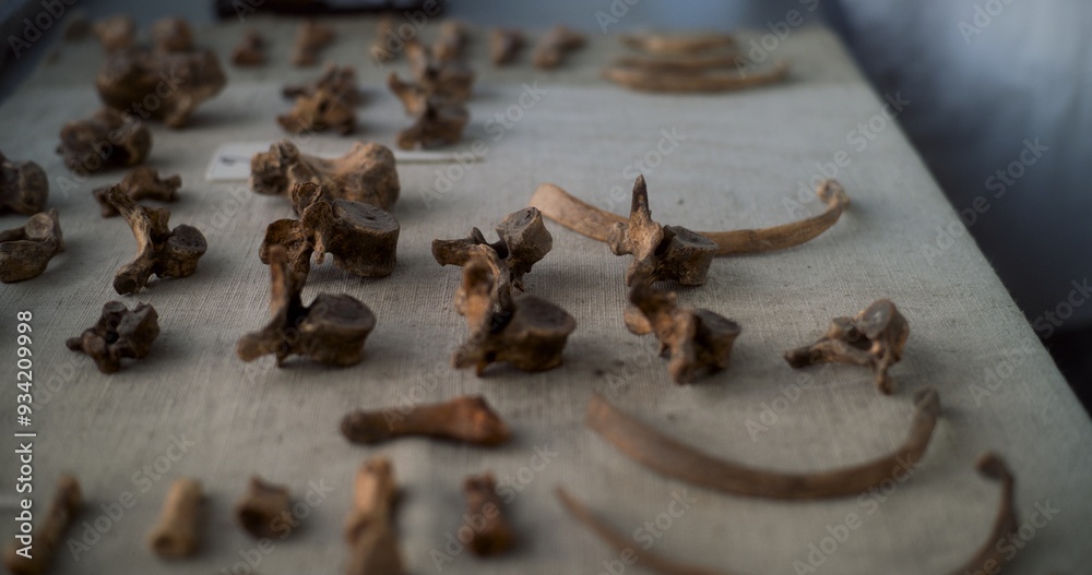 Close up of bones of prehistoric extinct human in archaeological lab ...