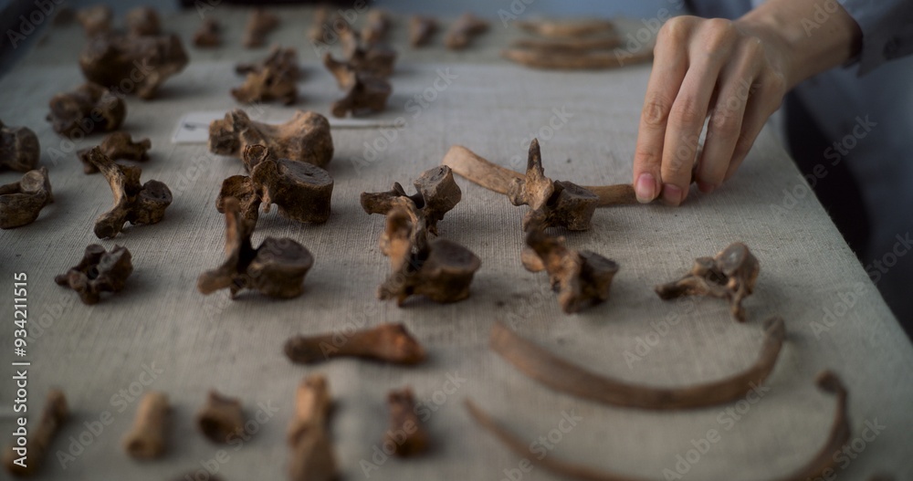 Close up of bones of prehistoric extinct human in archaeological lab ...