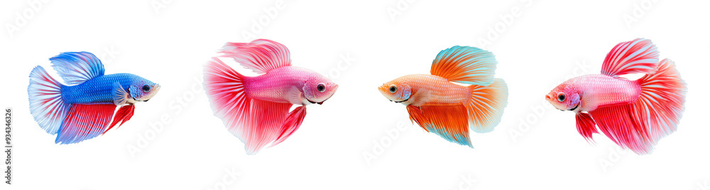 Collection of four vibrant Betta fish with colorful fins isolated on a ...