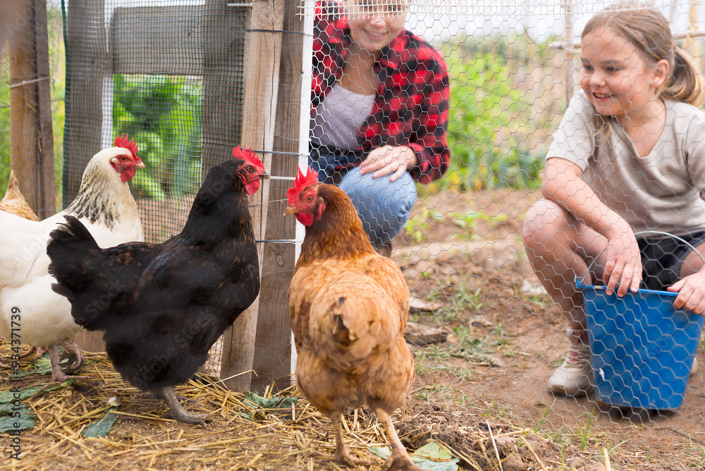 Mom and her daughter feed chickens in chicken coop in the backyard of ...