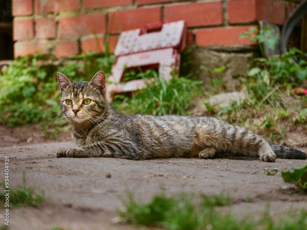 Handsome tabby cat relaxing on a concrete pavement block. Relaxation ...