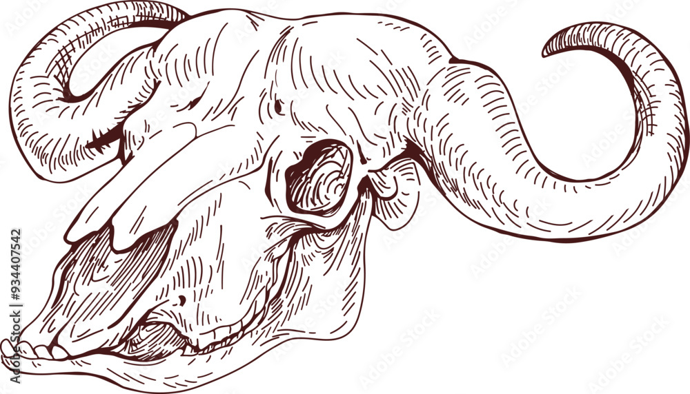 Bulls skull. Buffalo head skeleton with horns and teeth. Old anatomy ...