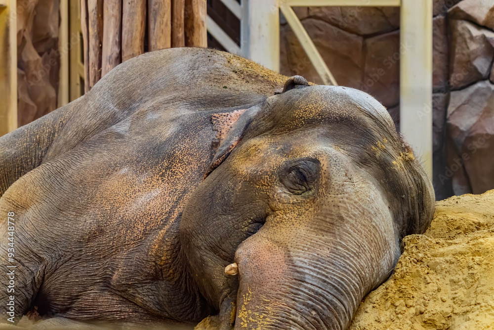 Poster Elephant lying on its side and sleeping. Animal close-up – Wall ...
