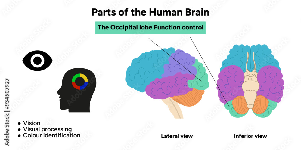Parts of Human brain anatomy with colored parts diagram medical ...