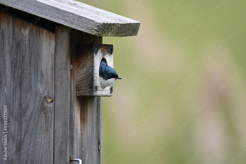 Poster Tree Swallow peeking outside a birdhouse – Wall Art | UkPosters