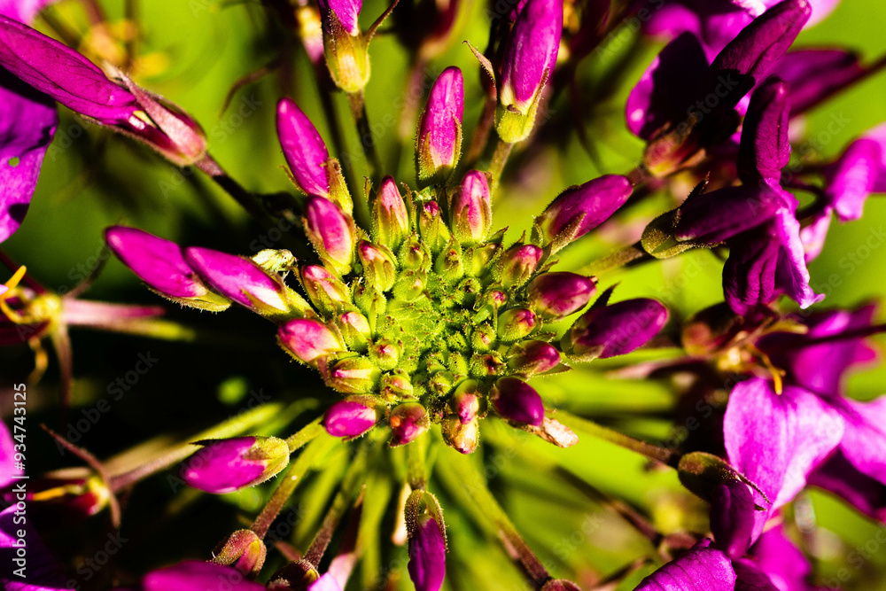 The inflorescence is inserted with a cylindrical pod with a long stem ...
