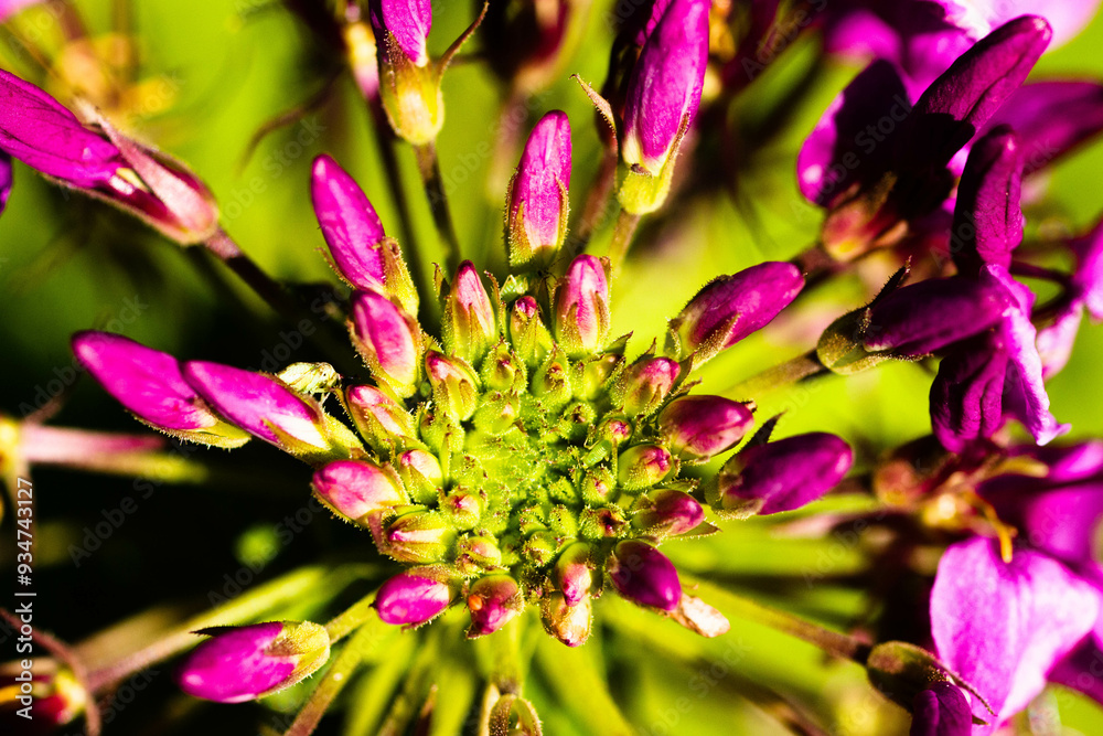 The inflorescence is inserted with a cylindrical pod with a long stem ...