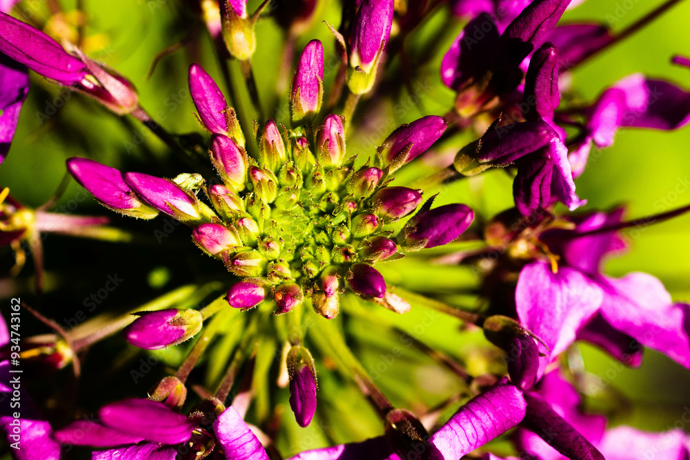 The inflorescence is inserted with a cylindrical pod with a long stem ...