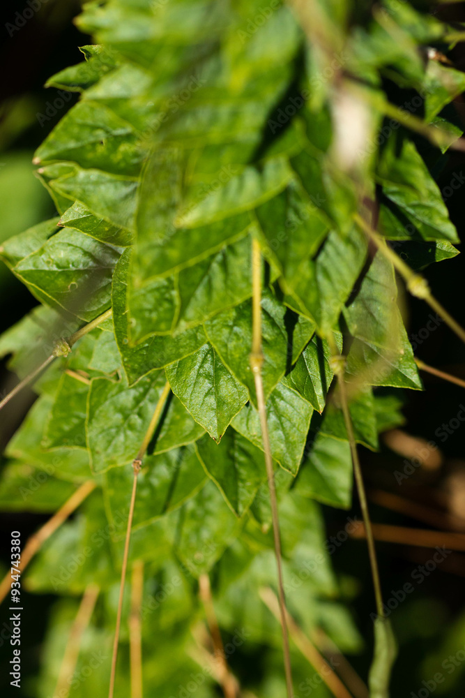 The inflorescence is inserted with a cylindrical pod with a long stem ...