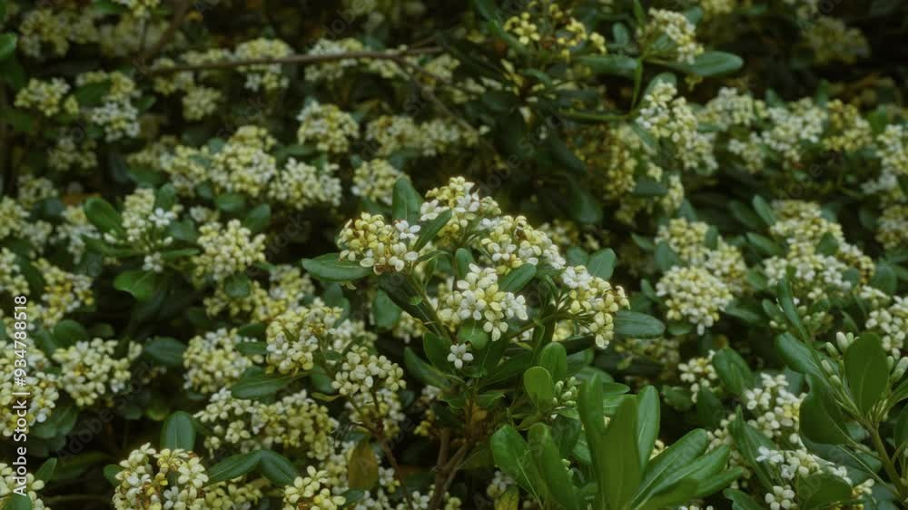 Dense clusters of viburnum tinus, also known as laurustinus, in full ...
