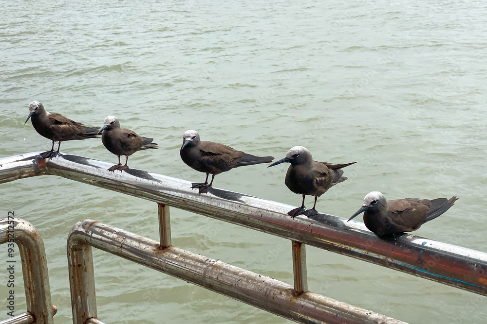 Lesser Noddy (Anous tenuirostris) also known as the sooty noddy, a ...