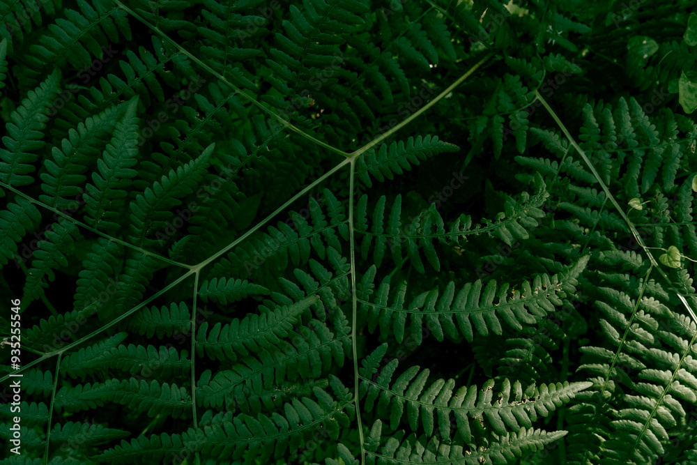 Beautiful fern leaf texture in nature. Natural ferns. Fern leaves Close ...