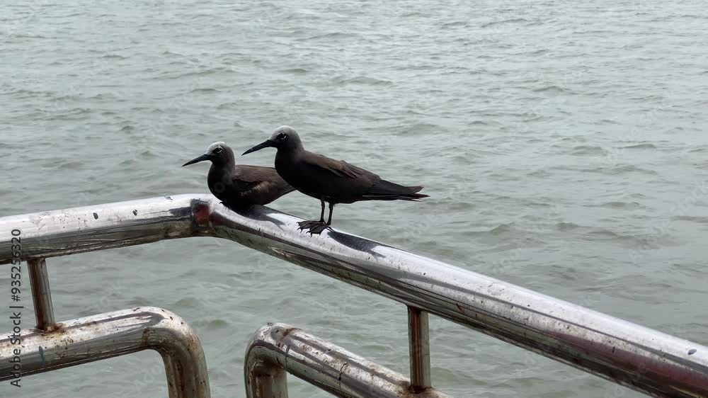 Lesser Noddy (Anous tenuirostris) also known as the sooty noddy, a ...