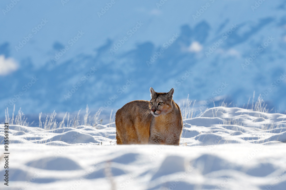 Wild big cat Cougar, Puma concolor, hidden portrait of dangerous animal ...