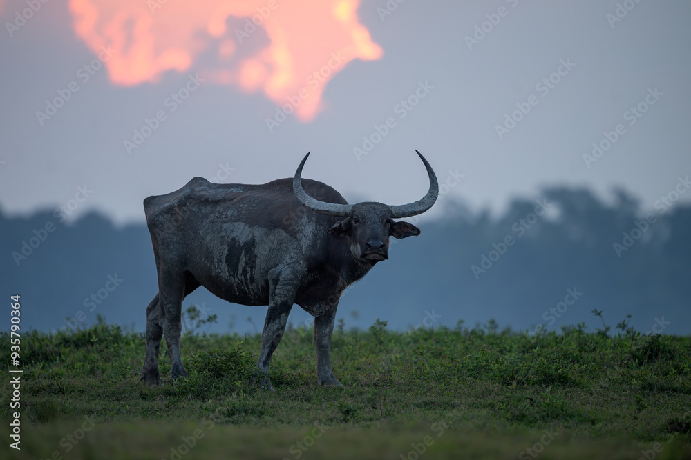 Low angle full body portrait of a wild asiatic water buffalo taken ...