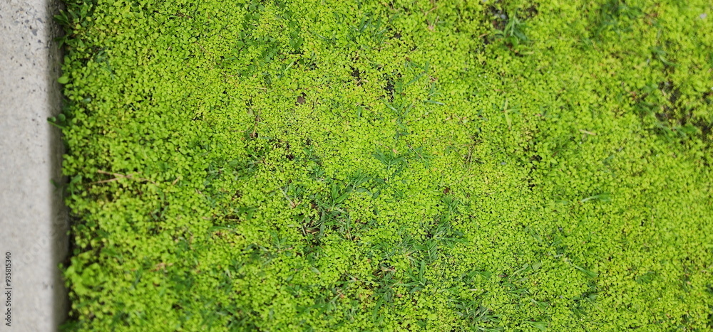 Green background of grass growing and covering ground. Round-leaved ...