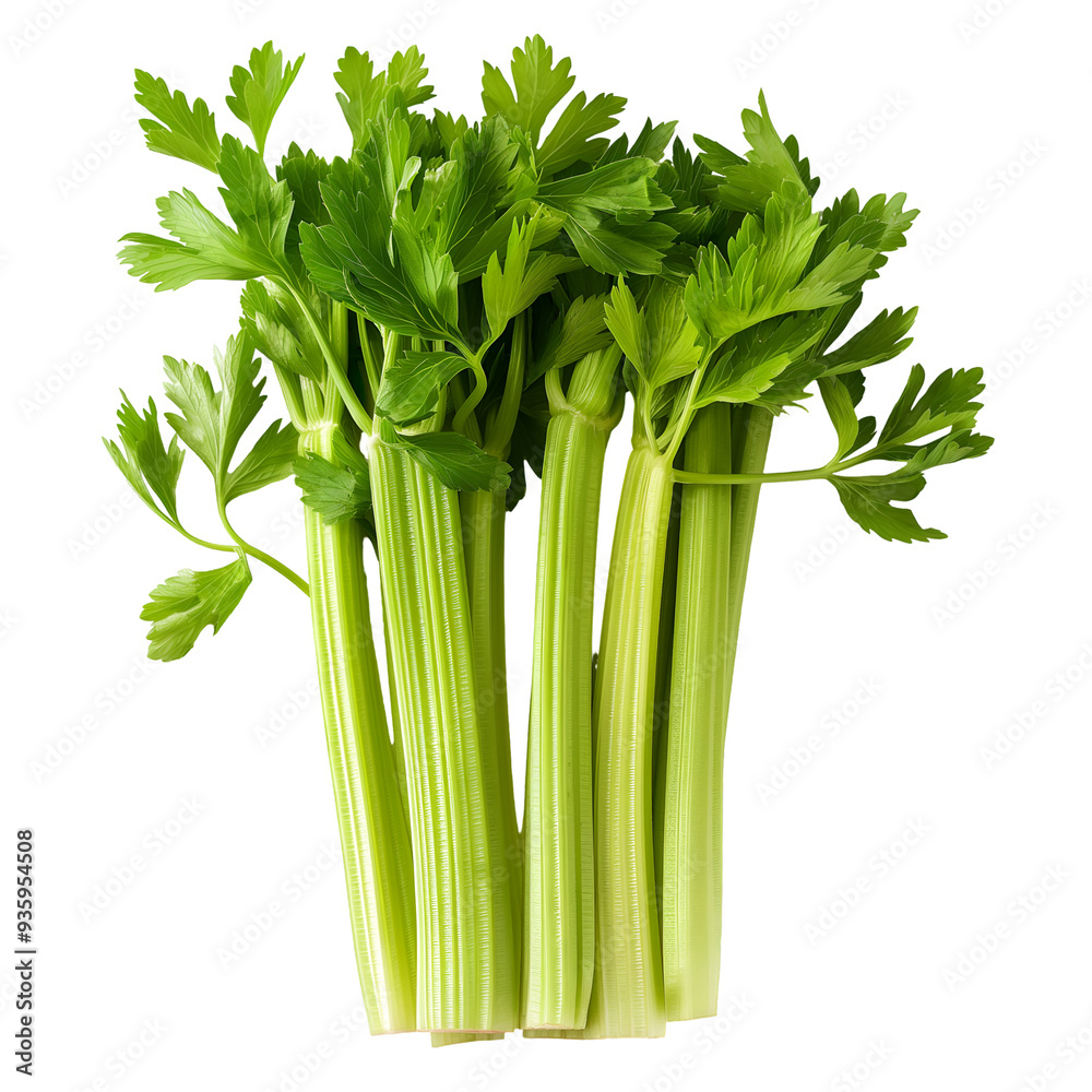 Celery, Spice, Isolated on Transparent Background, Graphic Resource for Gourmet Advertising ...