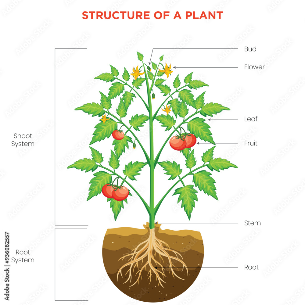 Structure of a Plant Roots, Stems, Leaves, and Flowers Explained Stock ...