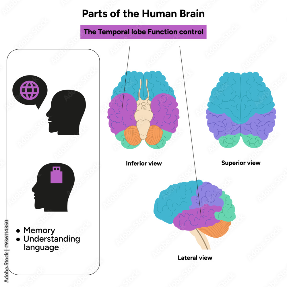 Parts of Human brain anatomy with colored parts diagram medical ...