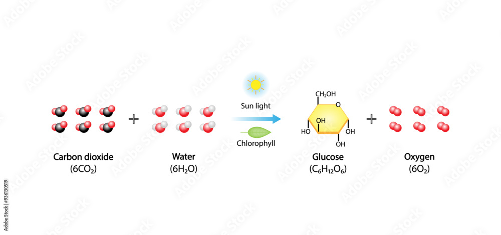 Poster Photosynthesis process, photosynthesis equation formula, Biology ...