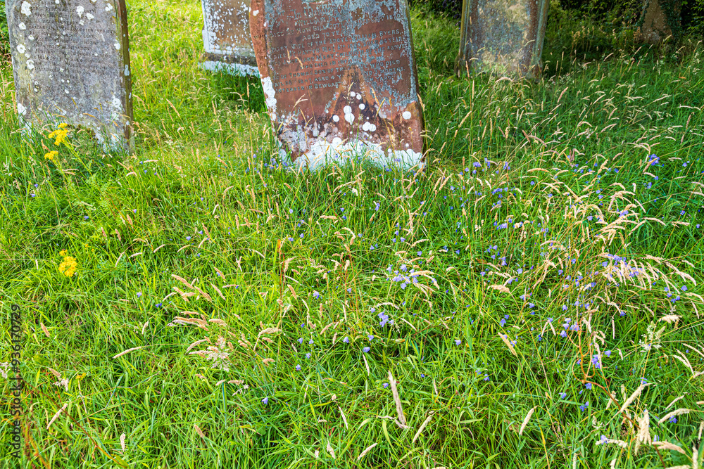 Harebells Campanula rotundifolia L. growing on 19th century graves in ...