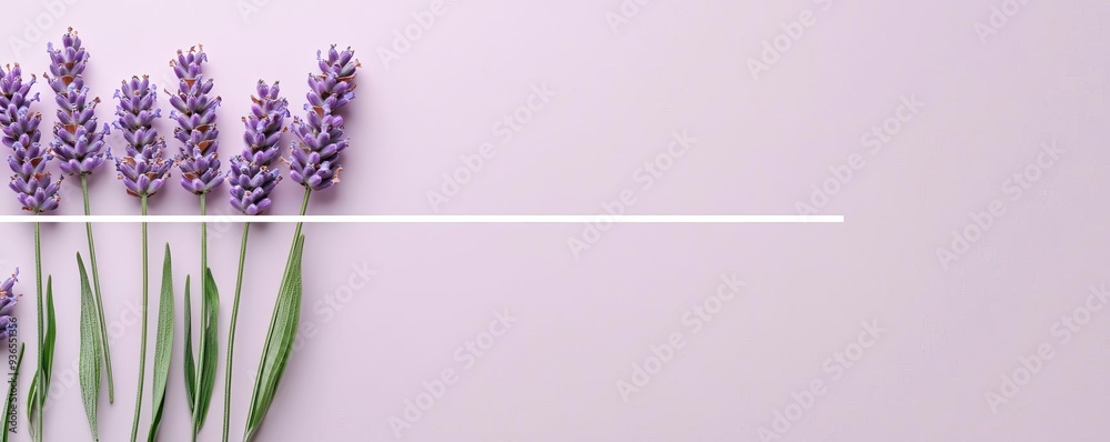 Faded lavender with a minimalist white line running vertically, soft ...