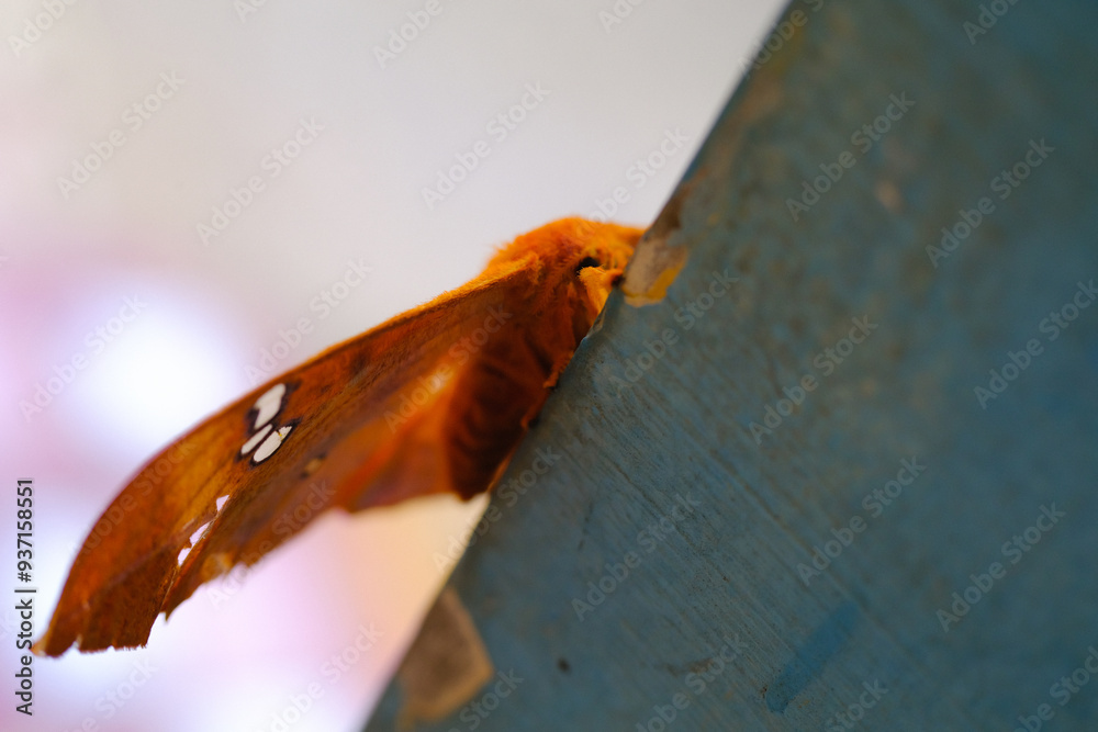 Close-up Photo of A brown moth sitting on a house pillar. Photography ...