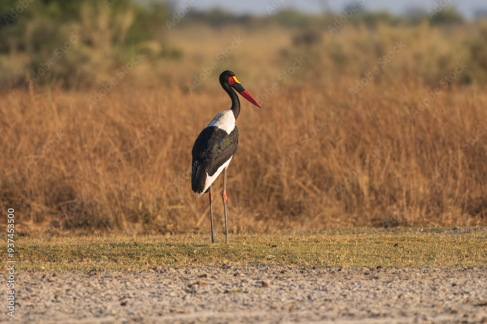The saddle-billed stork or saddlebill (Ephippiorhynchus senegalensis ...