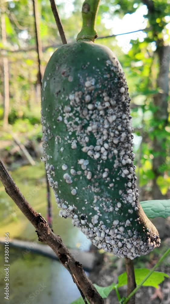 aphids infestation on plant, densely white mealybugs on papaya fruit ...