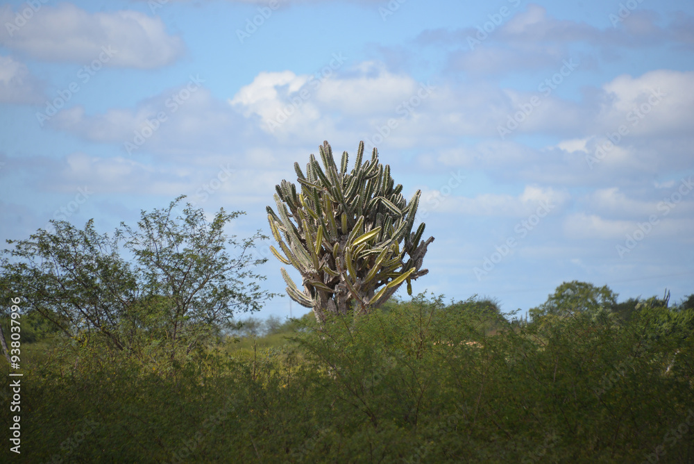 Detail of the thorn of the mandacaru, a plant native to the Brazilian ...