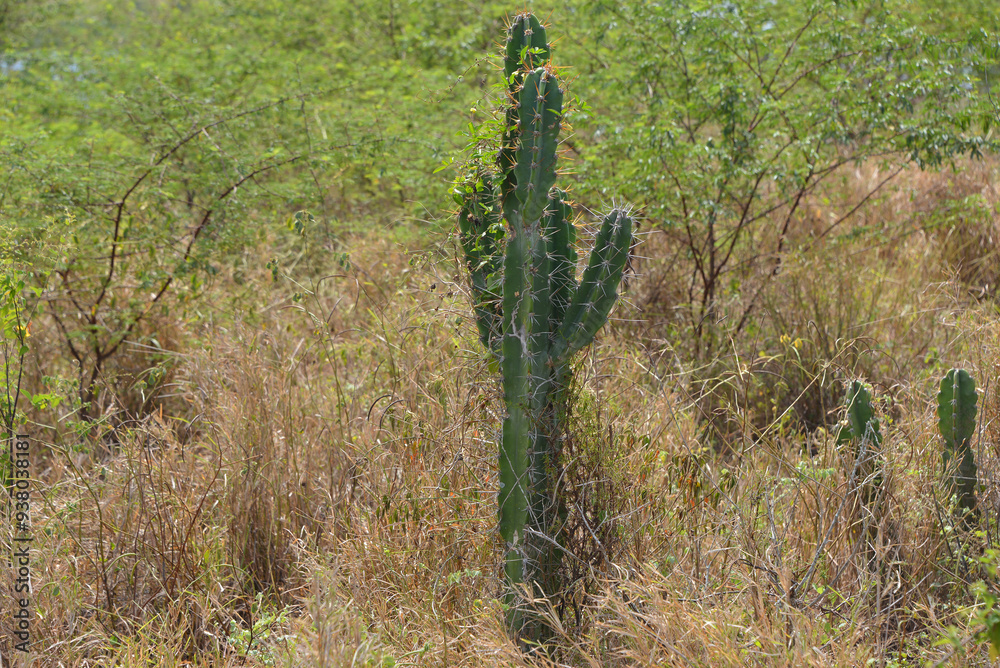 Detail of the thorn of the mandacaru, a plant native to the Brazilian ...