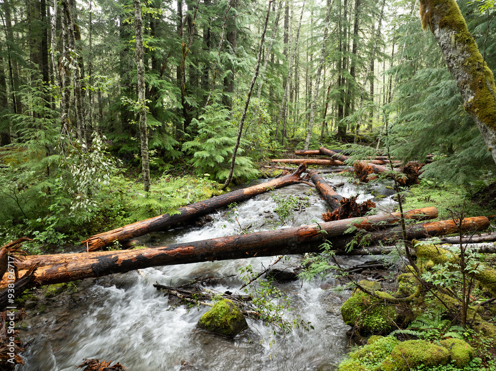 The Little Zig Zag River flows through the scenic Mt. Hood National ...