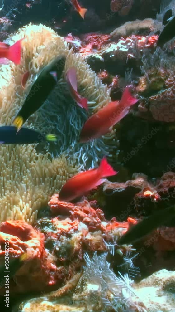 Imagine immersing yourself in stunning beauty of vibrant coral reef ...