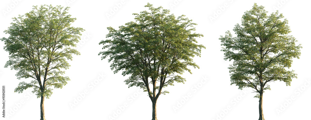 Set of 3 Ostrya virginiana (the American hophornbeam, eastern ...