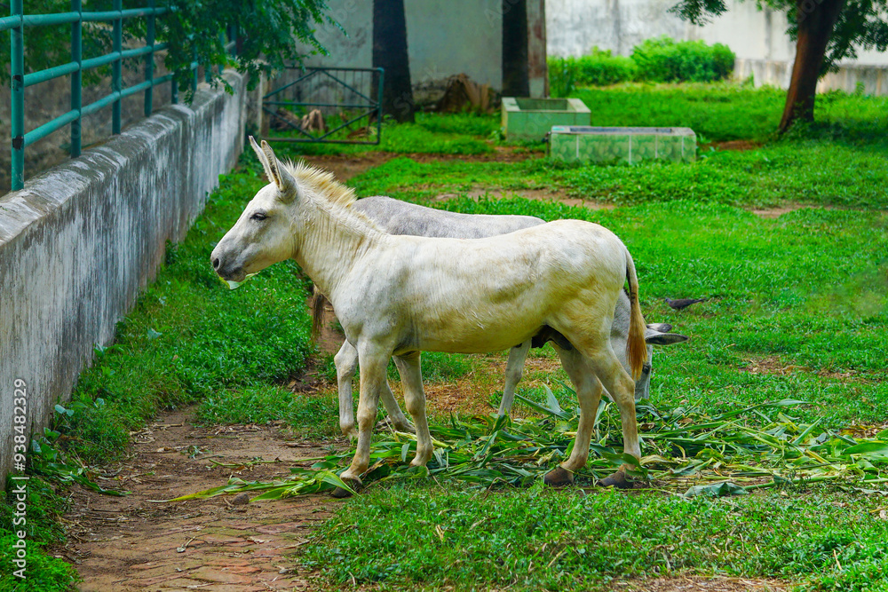 The mule is a domestic equine hybrid between a donkey and a horse. It ...