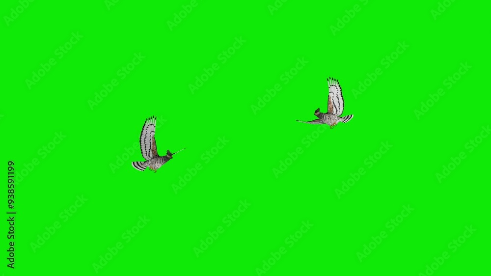 3 African Crowned Eagles - Three Crested Raptor Birds - Flying Around ...