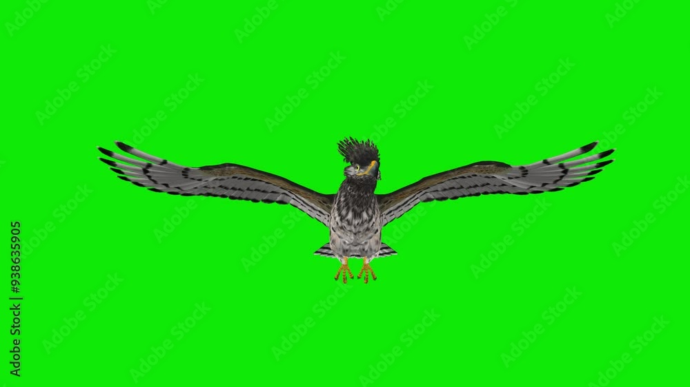 African Crowned Eagle Crested Raptor Bird - Flying Loop - Aerial Front ...