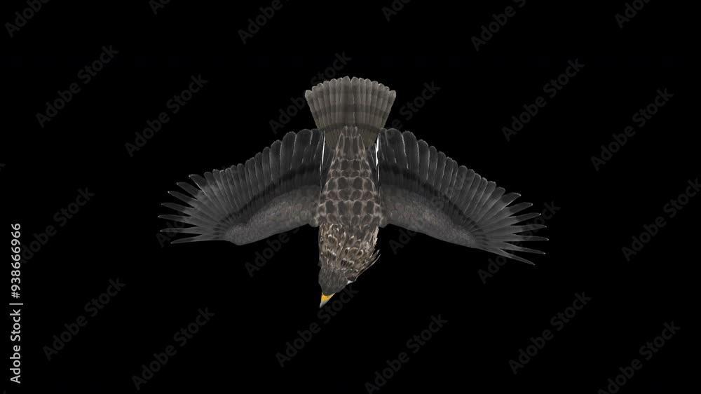 African Crowned Eagle Crested Raptor Bird - Flying Loop - Aerial Top ...