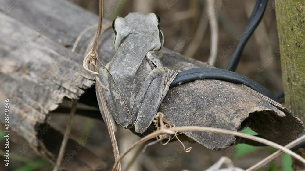 Stony creek frog. Its other names Ranoidea wilcoxii, eastern stony ...