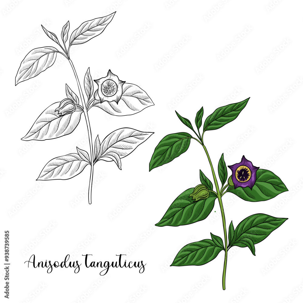 vector drawing flower of Anisodus tanguticus, Mountain henbane plant ...