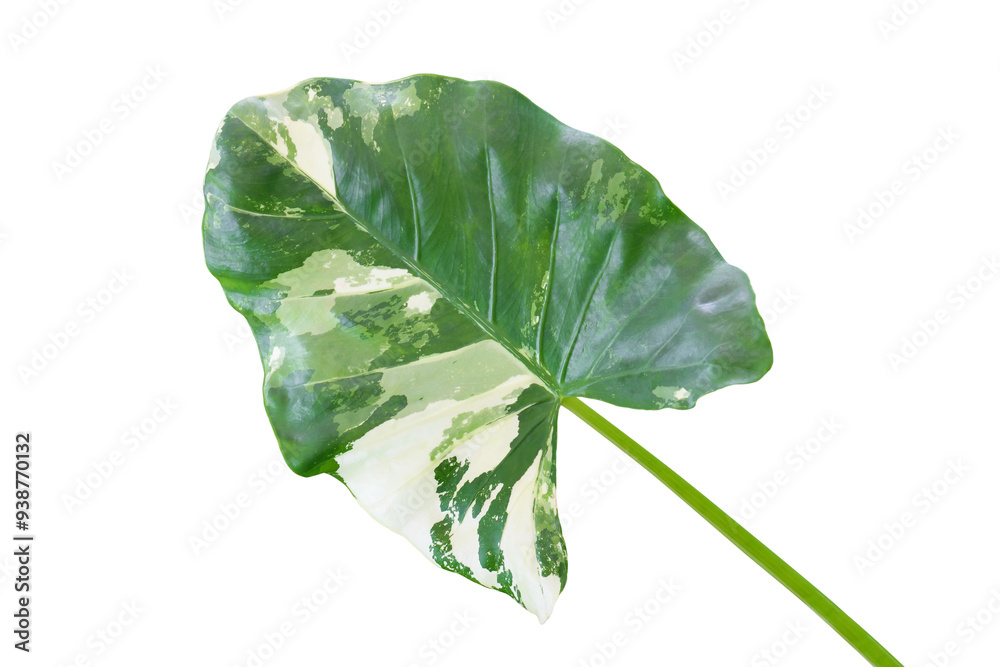 Alocasia macrorrhizos 'Variegata', Variegated Elephant Ear Plant ...