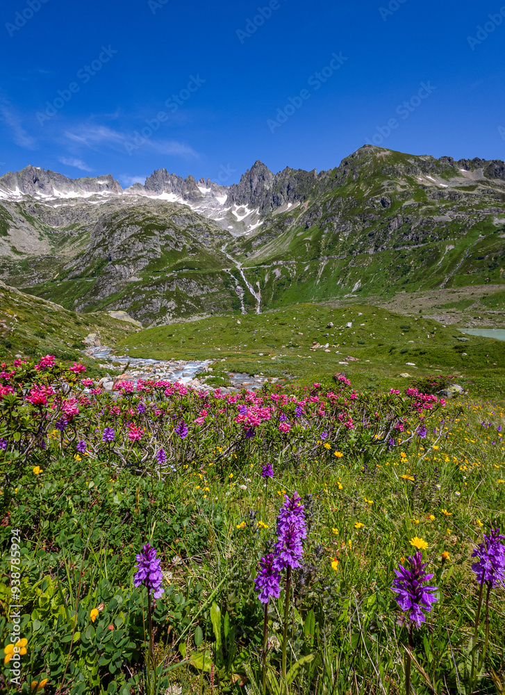 Susten Pass on Swiss Alps with wild flowers Alpine Sweetvetch ...