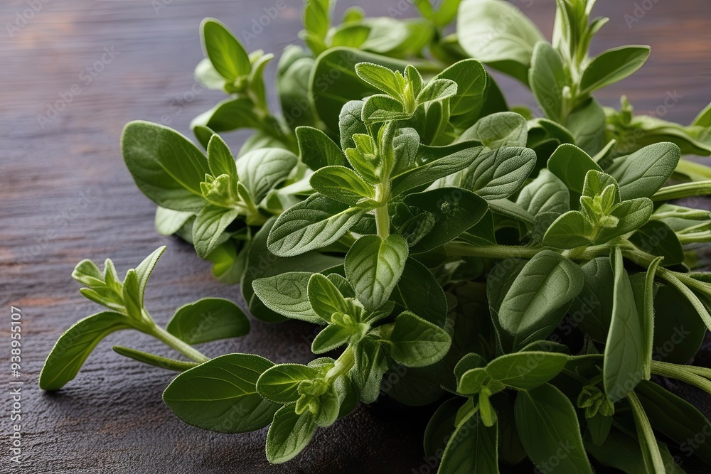 Display of Dark Green Oregano Leaves Showcasing Their Robust Flavor as ...